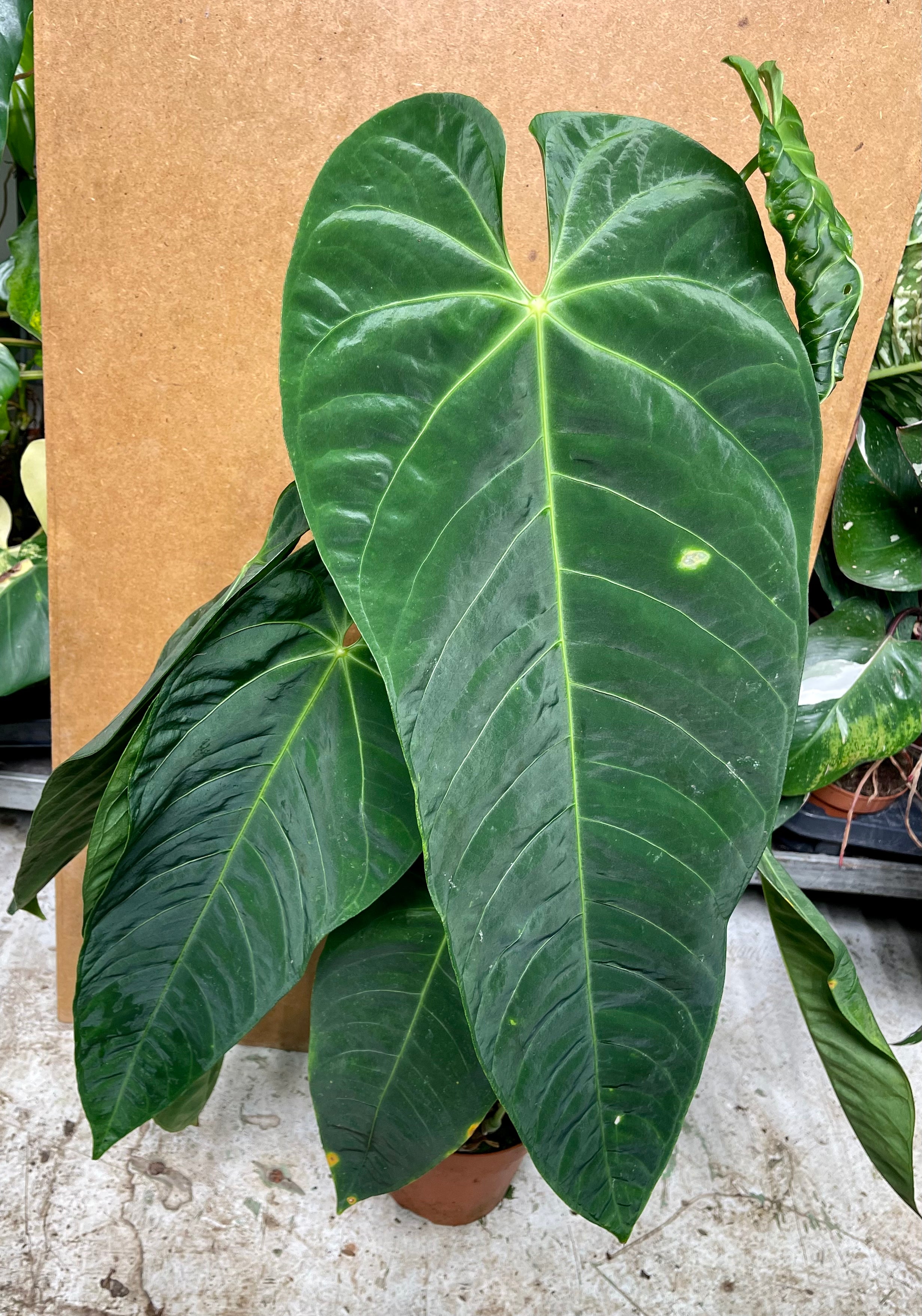 Anthurium queremalense – L'arbre D'or 67