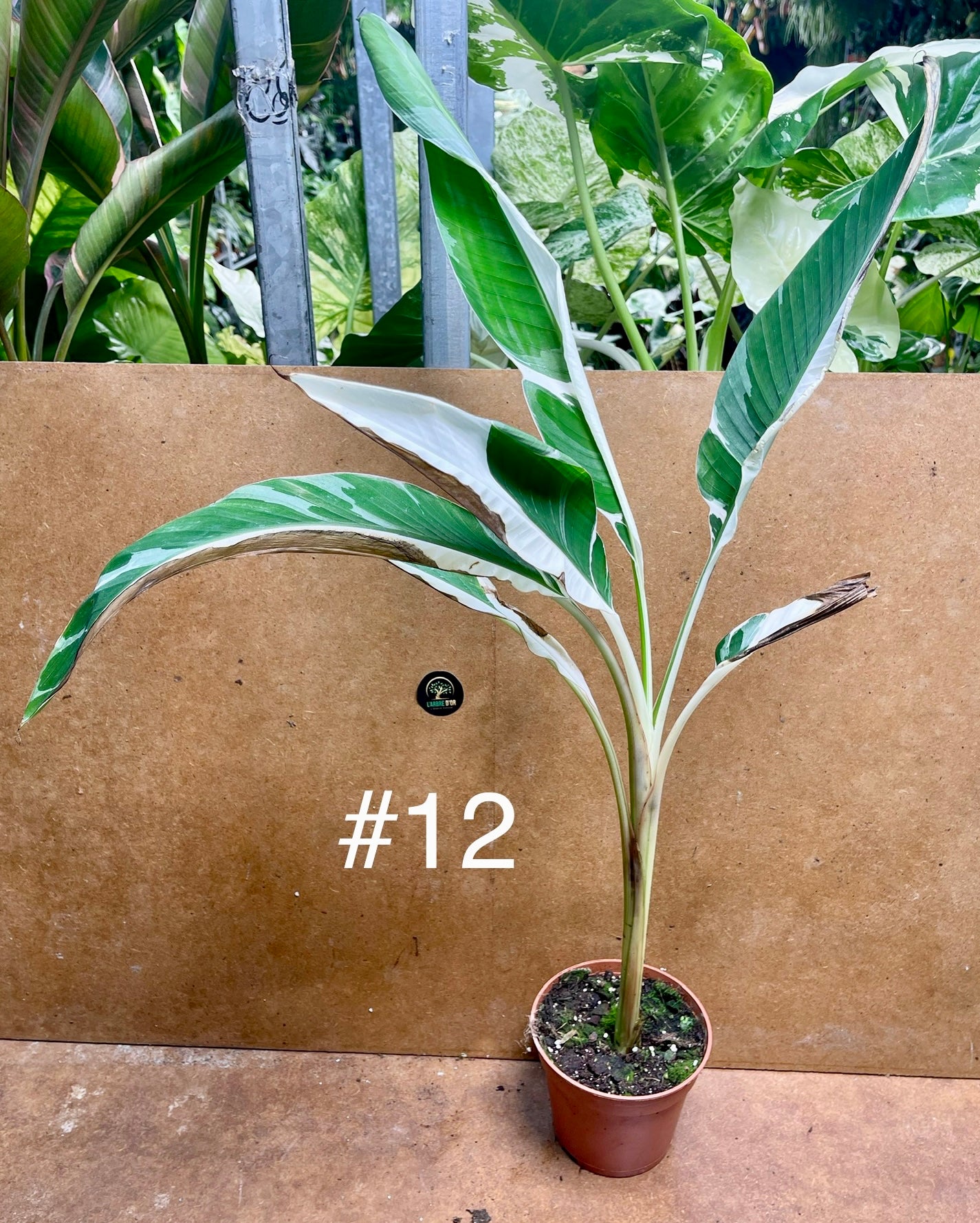 Musa Florida ae-ae variegata – L'arbre D'or 67