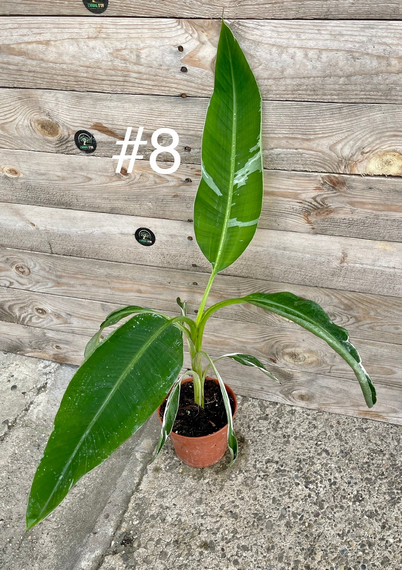 Musa Florida ae-ae variegata – L'arbre D'or 67