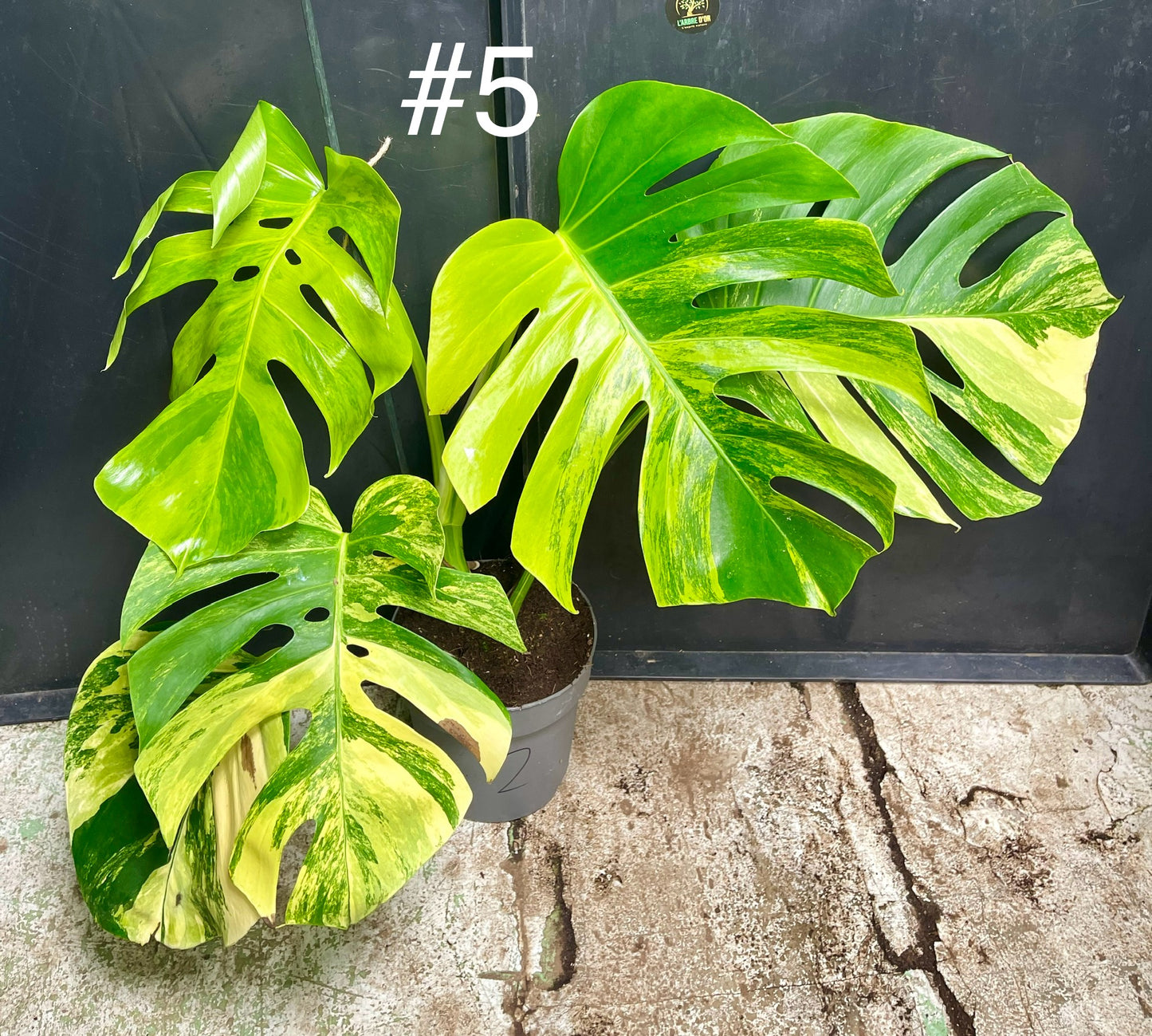 Monstera aurea small form – L'arbre D'or 67