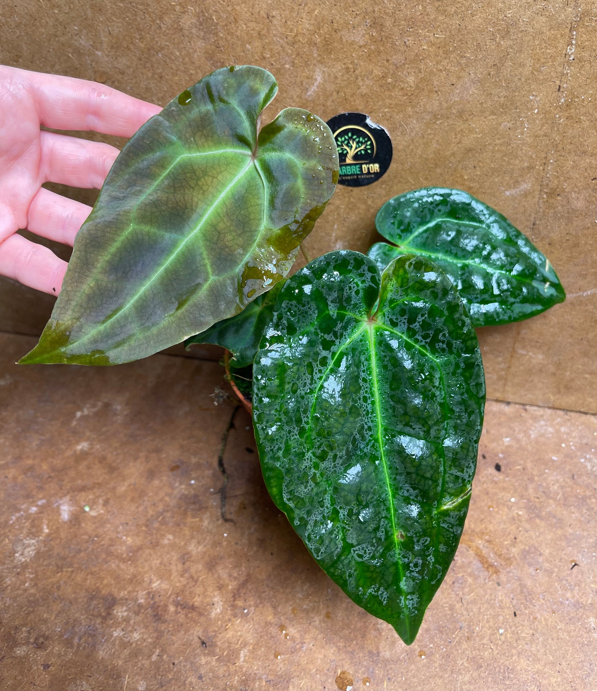 Anthurium besseae aff x forgetii – L'arbre D'or 67