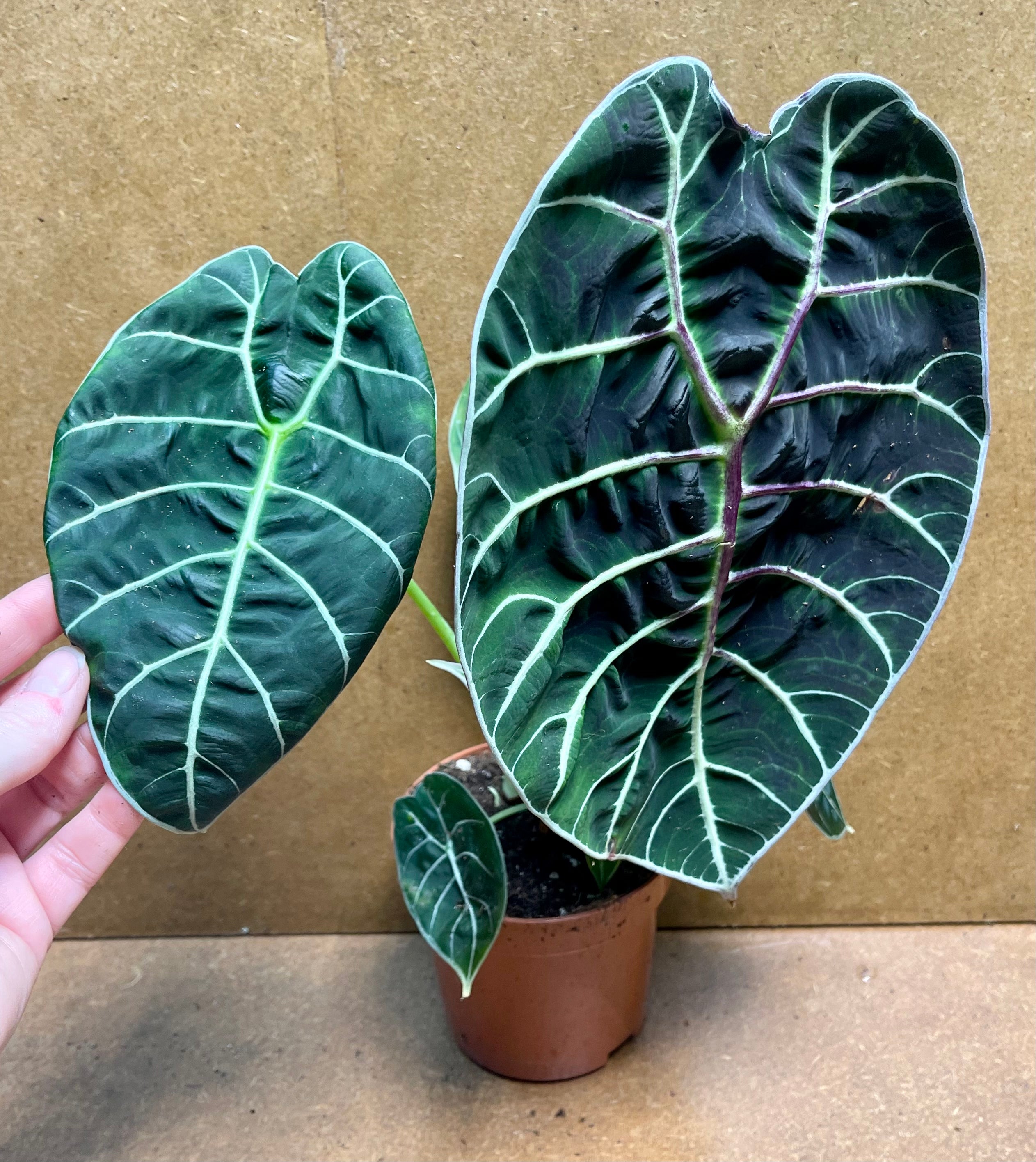 Alocasia Watsonia purple – L'arbre D'or 67