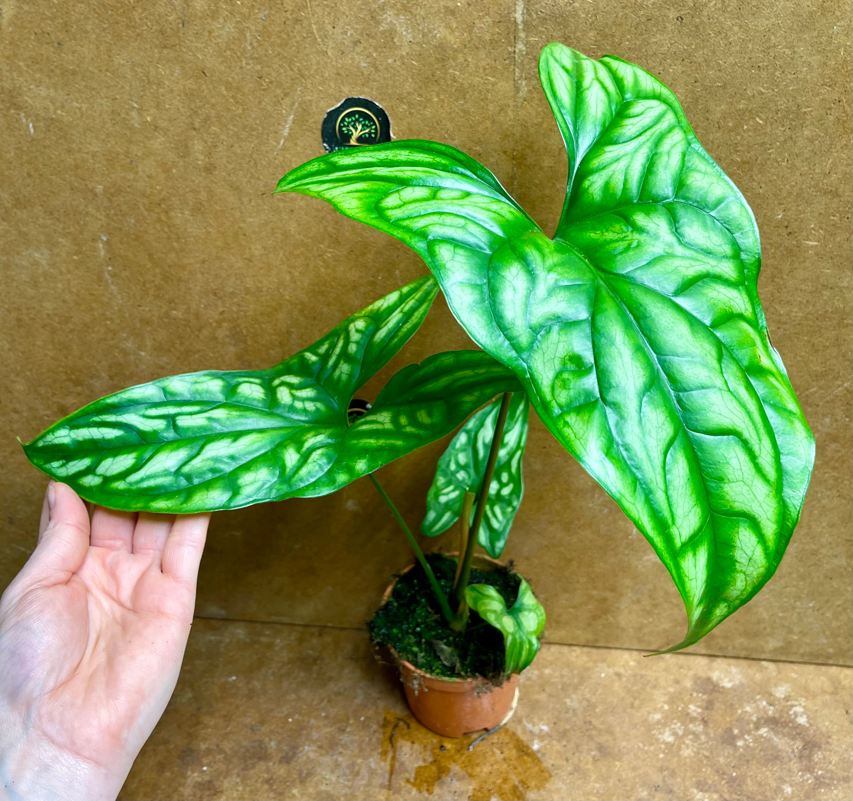 cercestis mirabilis – L'arbre D'or 67