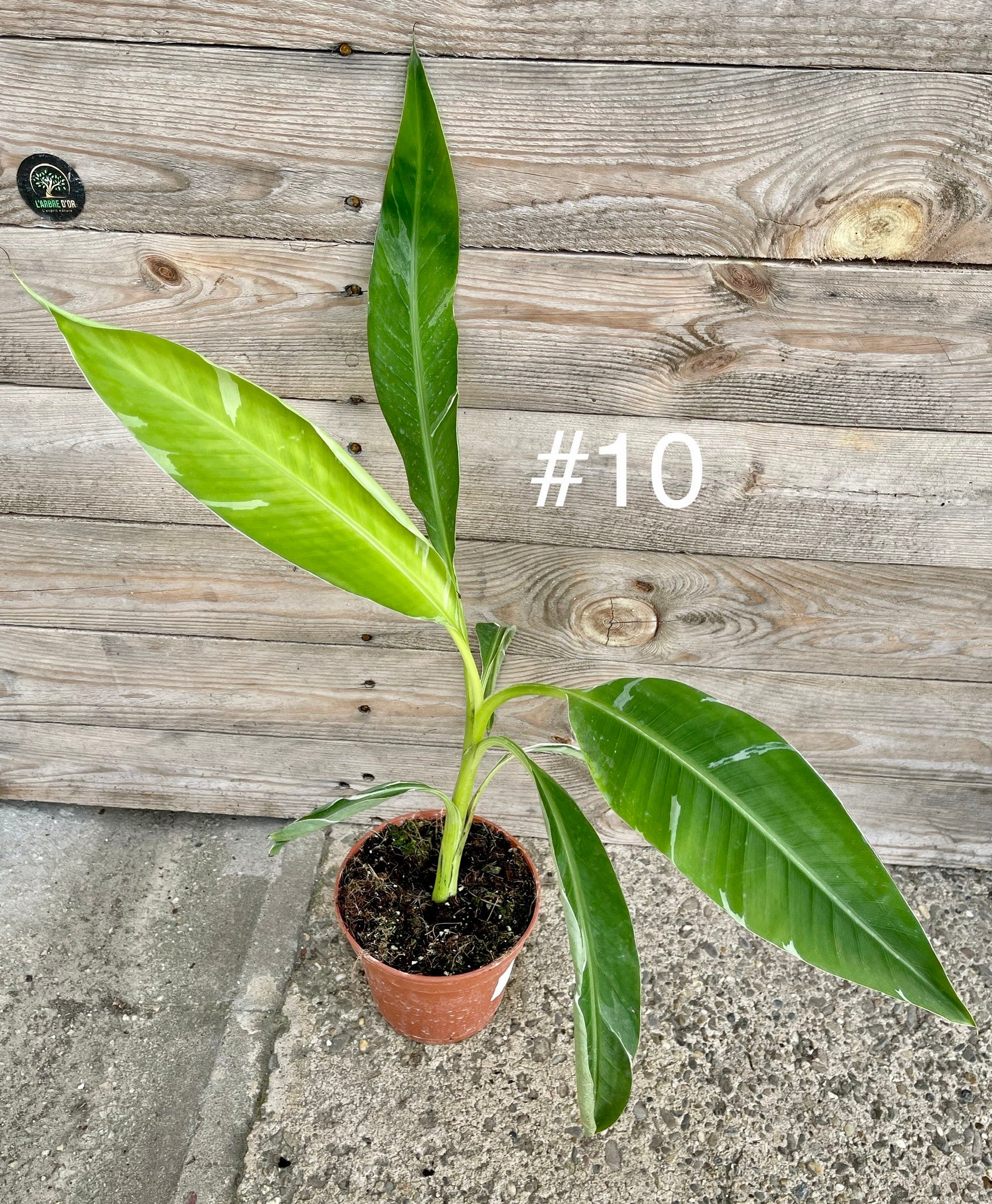 Musa Florida ae-ae variegata – L'arbre D'or 67