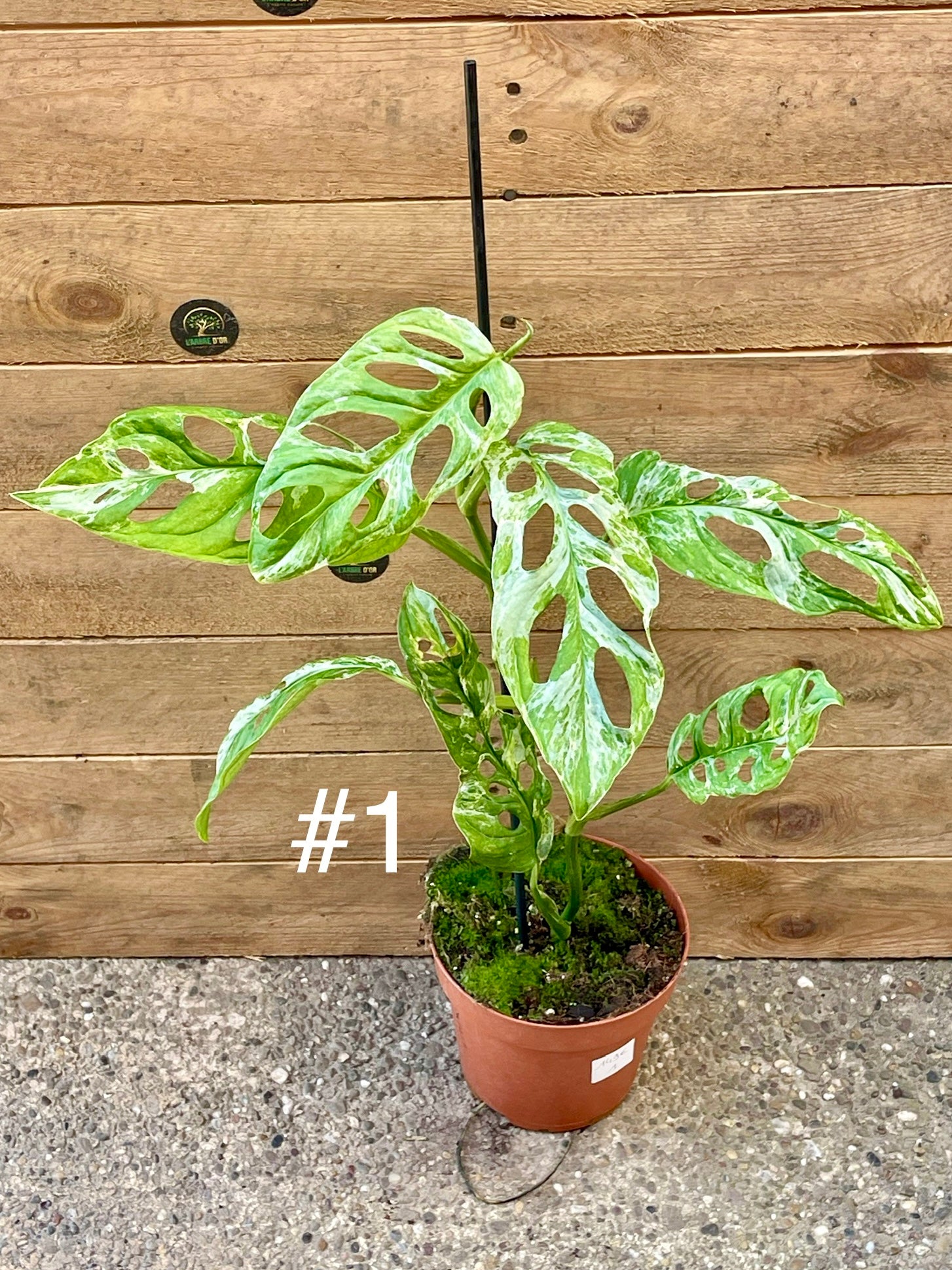 Monstera indonesian marble – L'arbre D'or 67