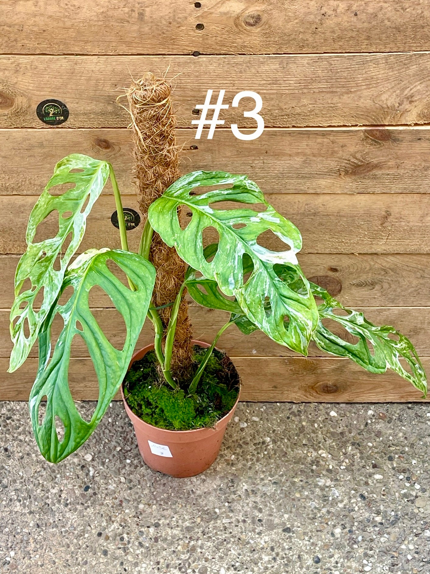 Monstera indonesian marble – L'arbre D'or 67