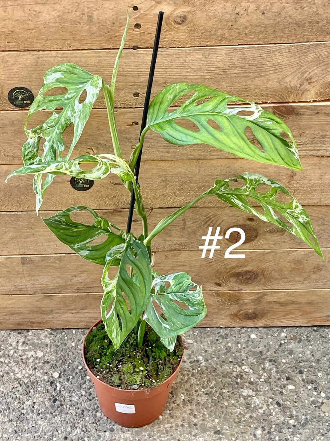Monstera indonesian marble – L'arbre D'or 67