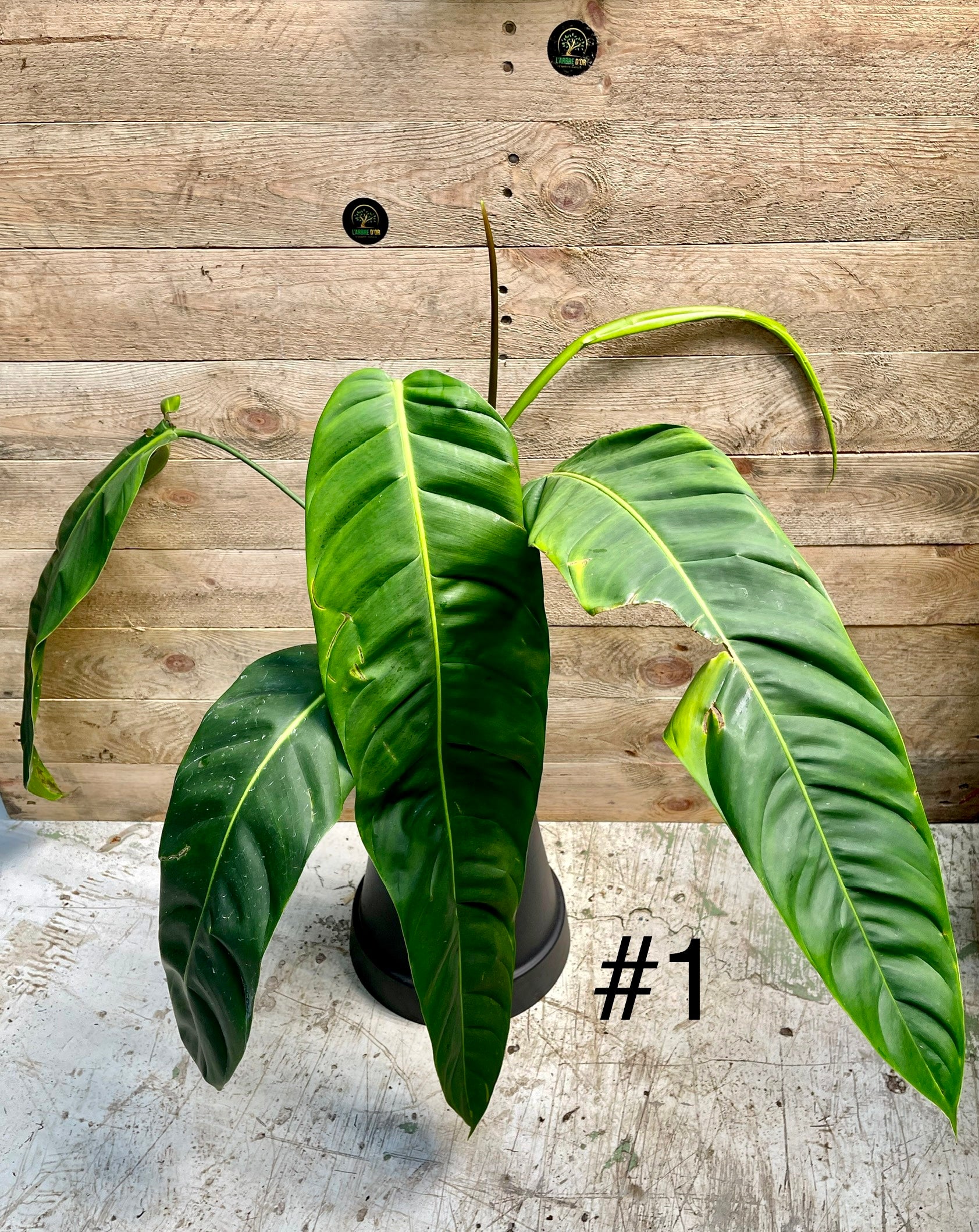 Philodendron Patriciae – L'arbre D'or 67