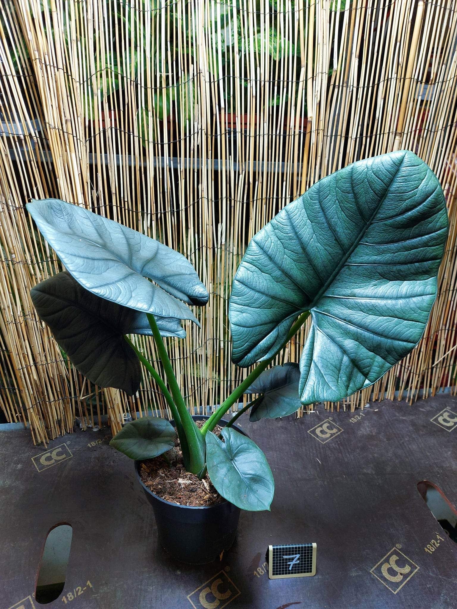Alocasia bisma – L'arbre D'or 67