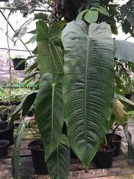 Philo. sharoniae precom – L'arbre D'or 67